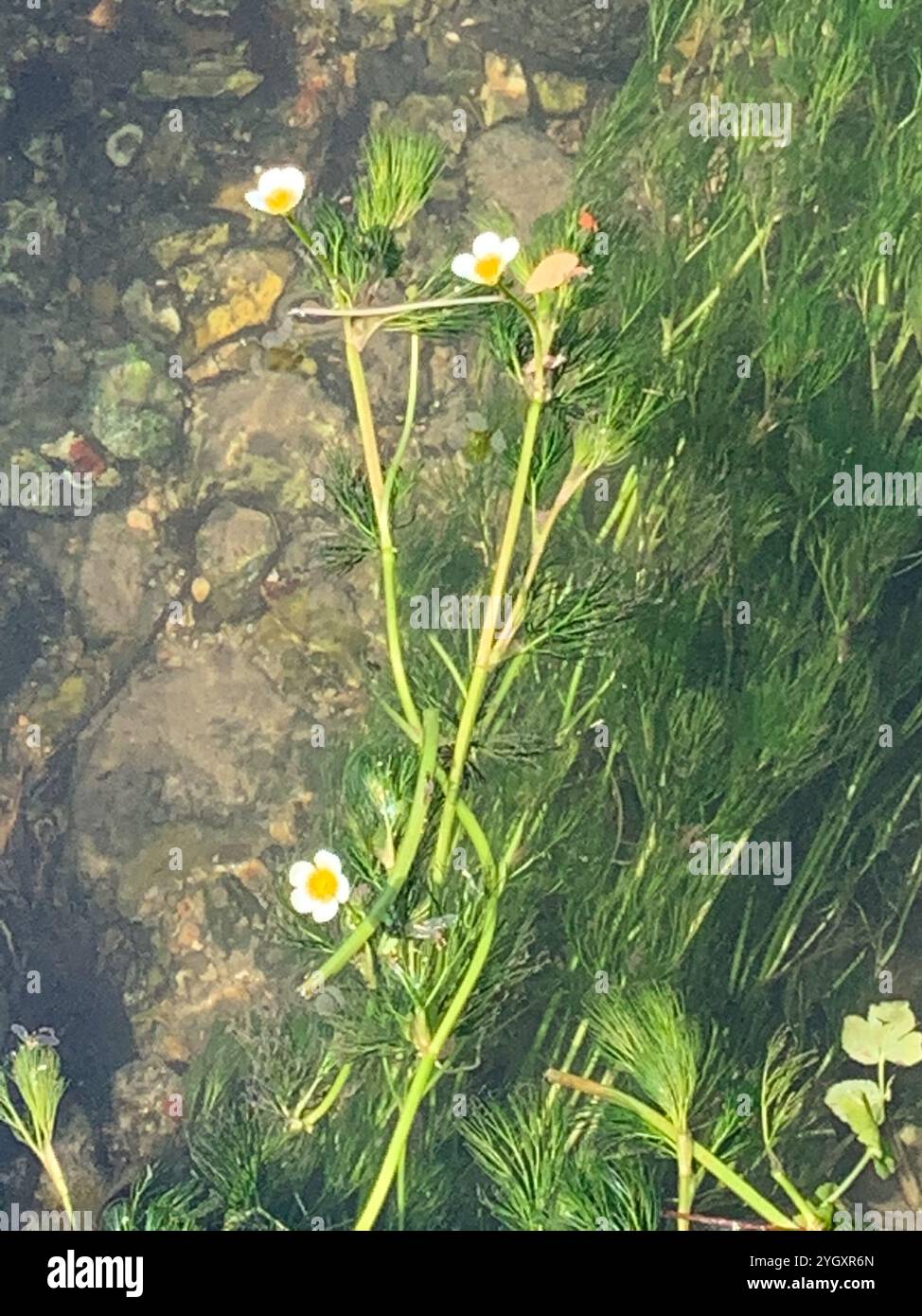 common water-crowfoot (Ranunculus aquatilis Stock Photo - Alamy