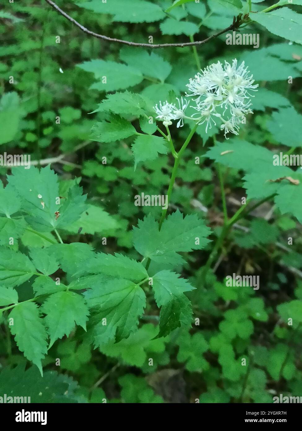 Eurasian baneberry (Actaea spicata Stock Photo - Alamy