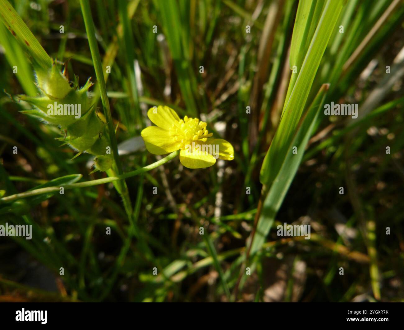 Lesser Spearwort (Ranunculus flammula Stock Photo - Alamy