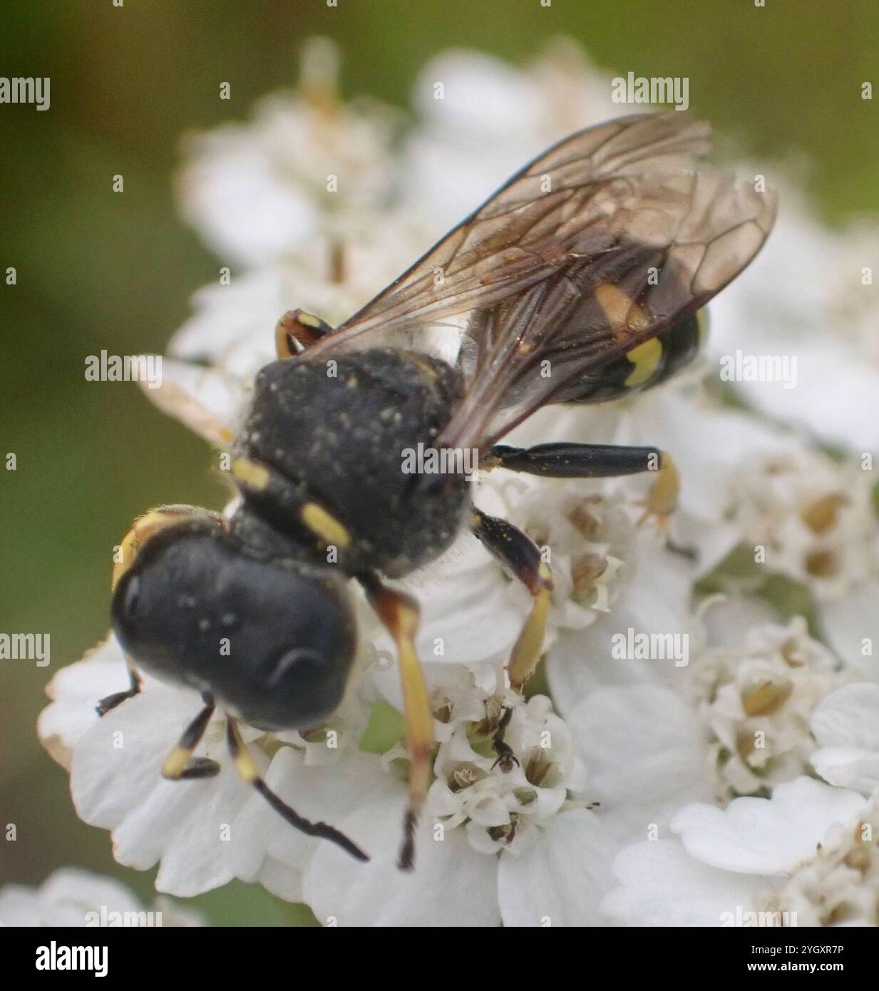 Common Ectemnius (Ectemnius continuus Stock Photo - Alamy