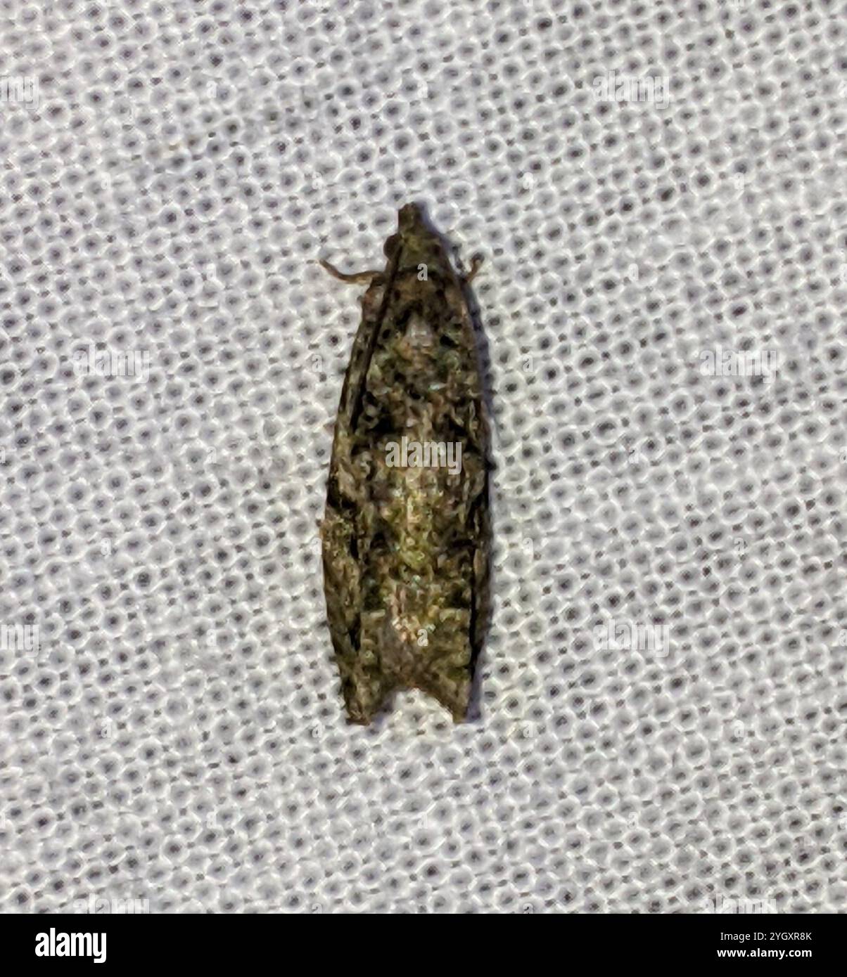 Maple Twig Borer Moth (Proteoteras aesculana Stock Photo - Alamy