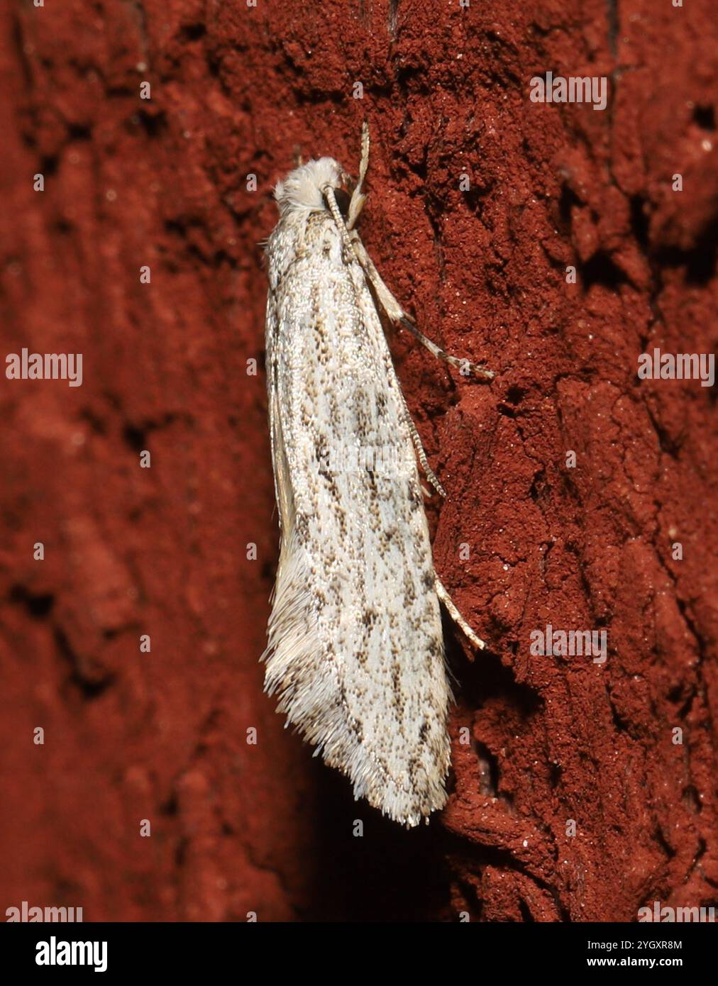 Fungus Moths, Clothes Moths, & Allies (Tineidae Stock Photo - Alamy