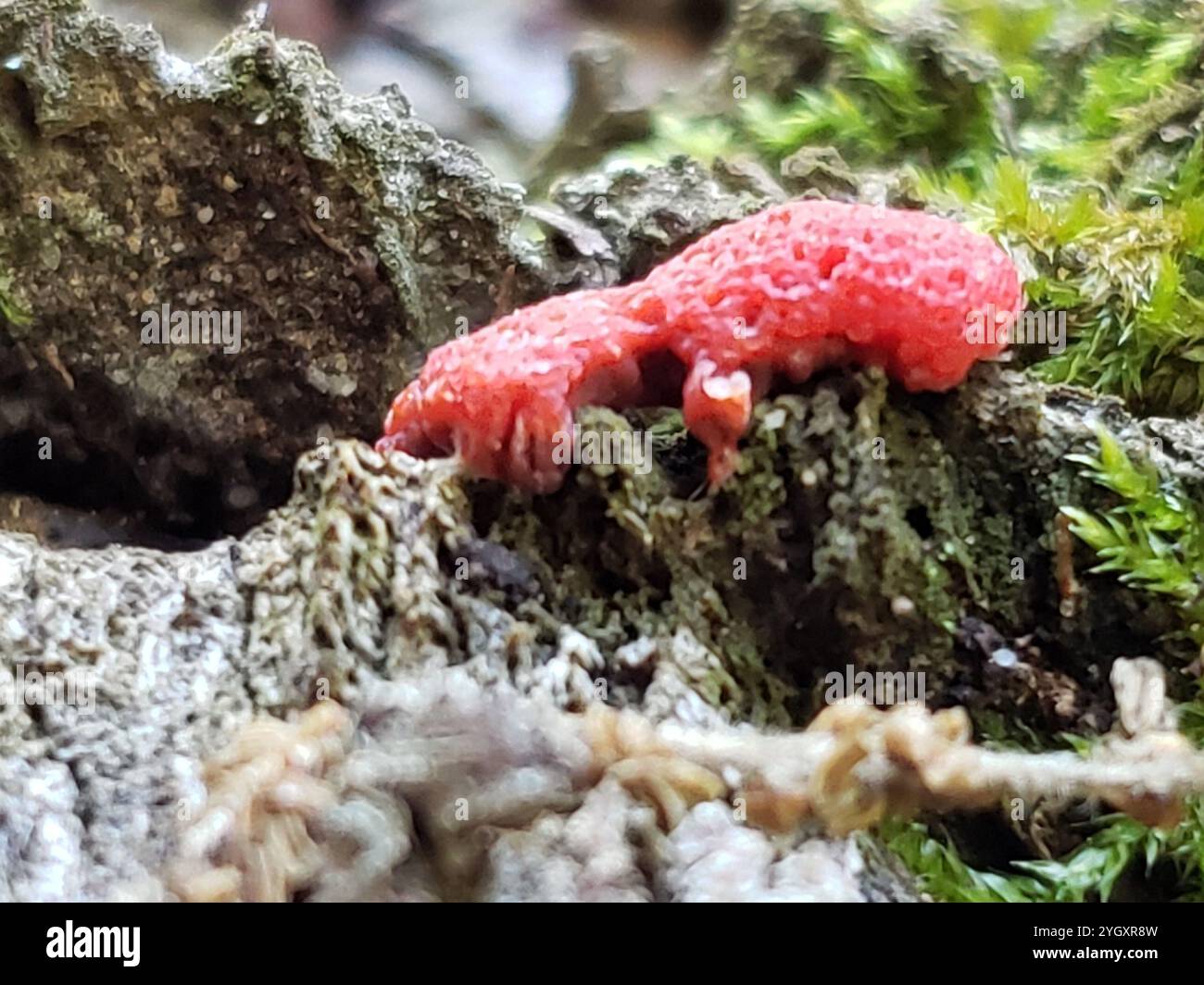 Red Raspberry Slime Mold (Tubifera ferruginosa Stock Photo - Alamy