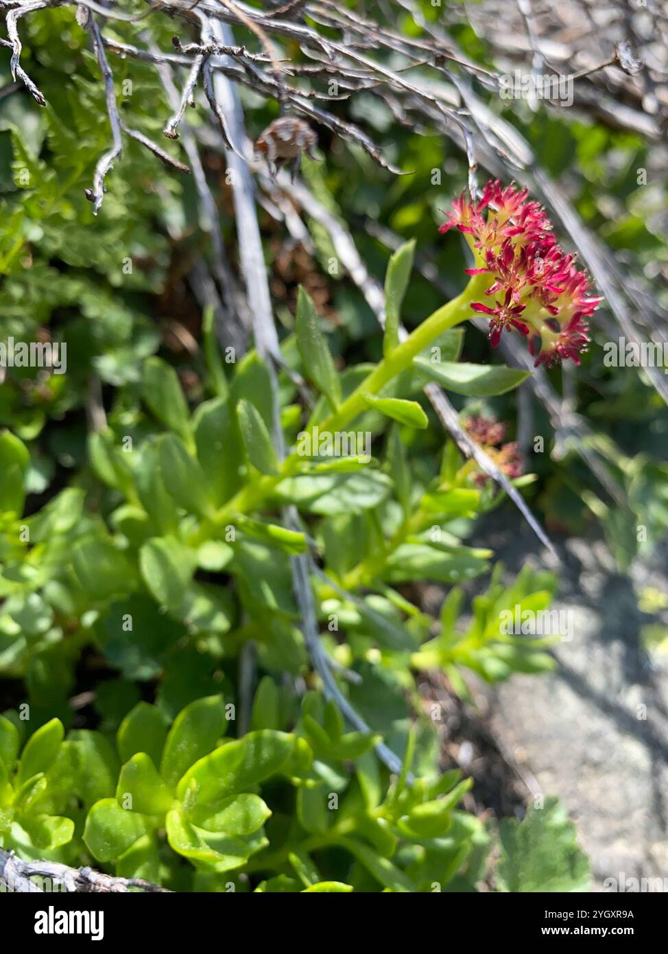 western roseroot (Rhodiola integrifolia Stock Photo - Alamy