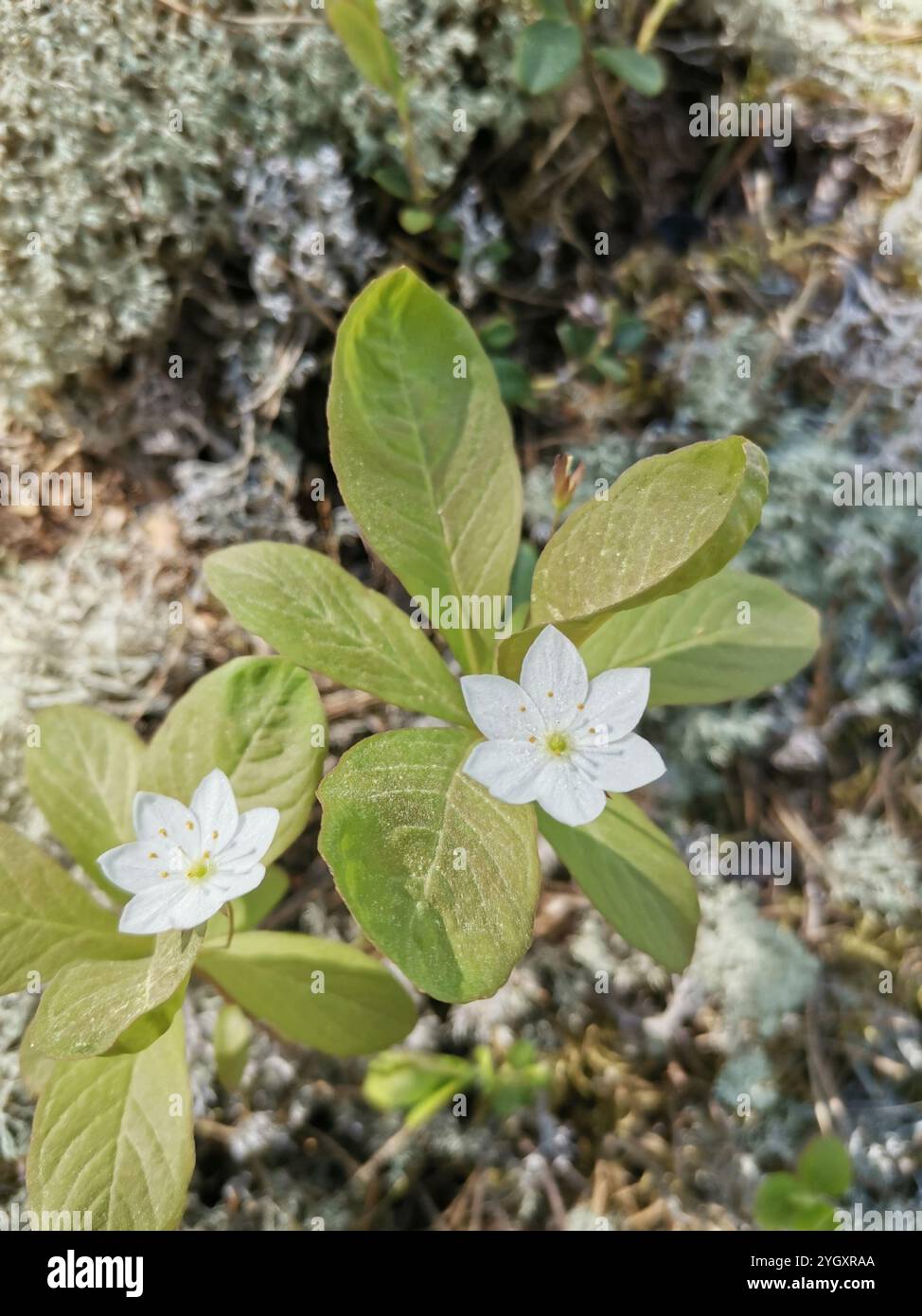 Arctic Starflower (Lysimachia europaea Stock Photo - Alamy