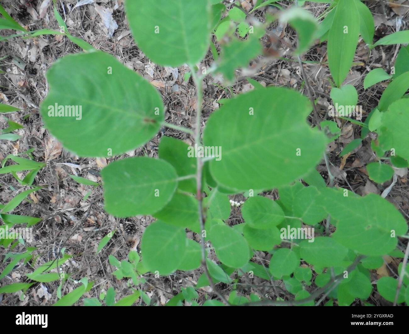 Dwarf Serviceberry (Amelanchier × spicata Stock Photo - Alamy