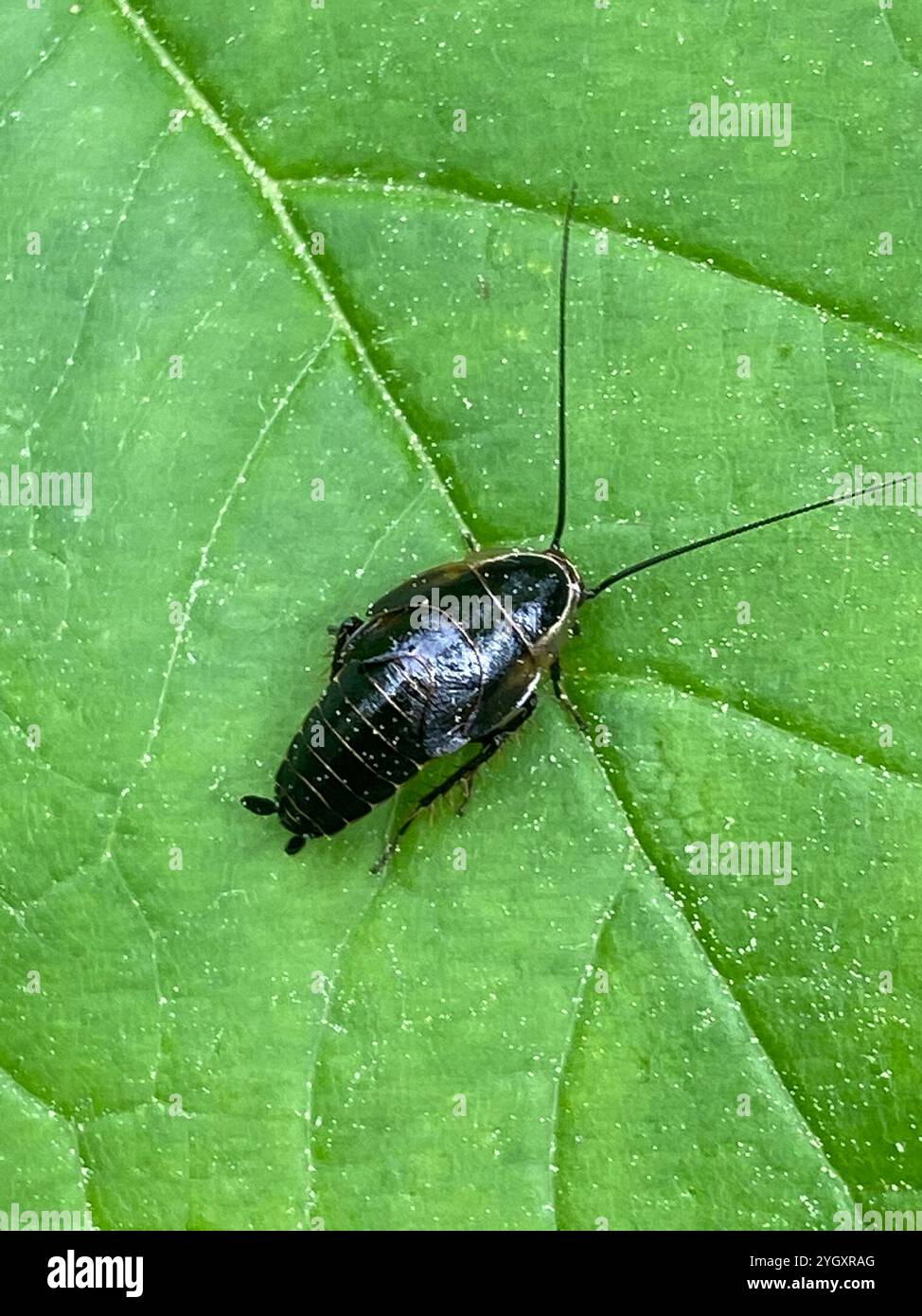 Forest Cockroach (Ectobius sylvestris Stock Photo - Alamy