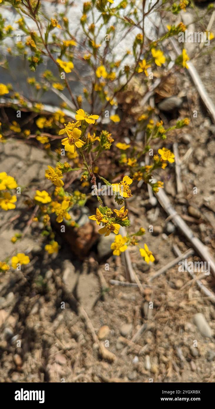 Clustered Tarweed (Deinandra fasciculata Stock Photo - Alamy