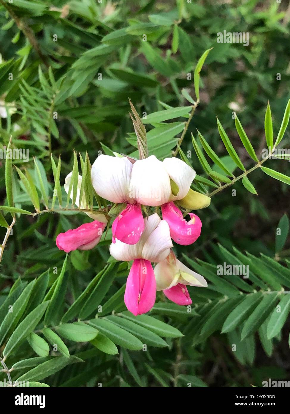 goat's rue (Tephrosia virginiana Stock Photo - Alamy