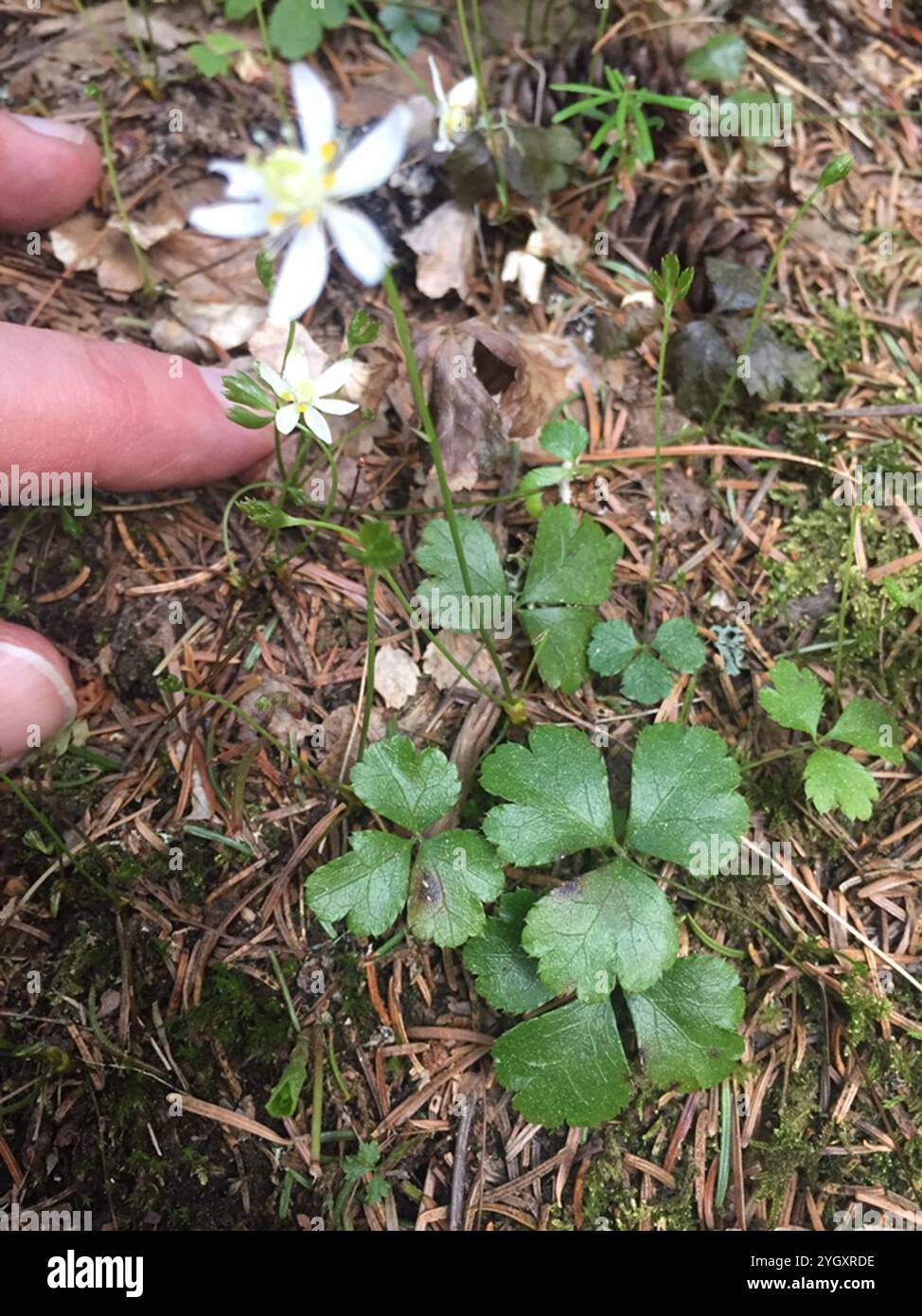 threeleaf goldthread (Coptis trifolia Stock Photo - Alamy