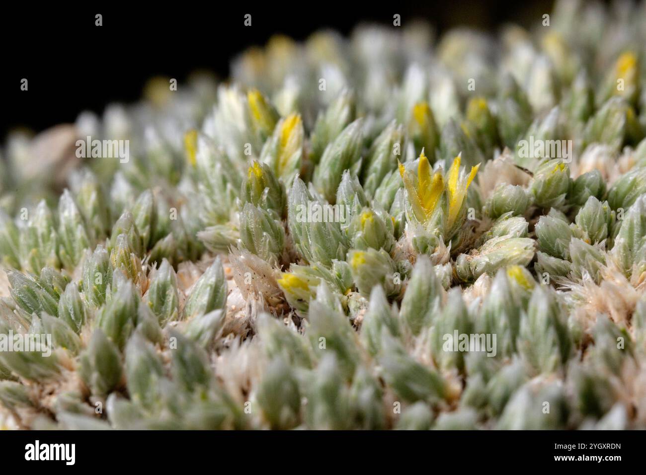 Creeping nailwort (Paronychia sessiliflora Stock Photo - Alamy