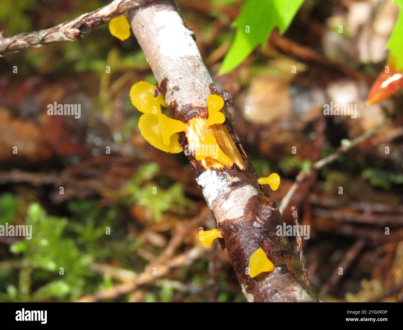 alpine jelly cone (Guepiniopsis alpina Stock Photo - Alamy