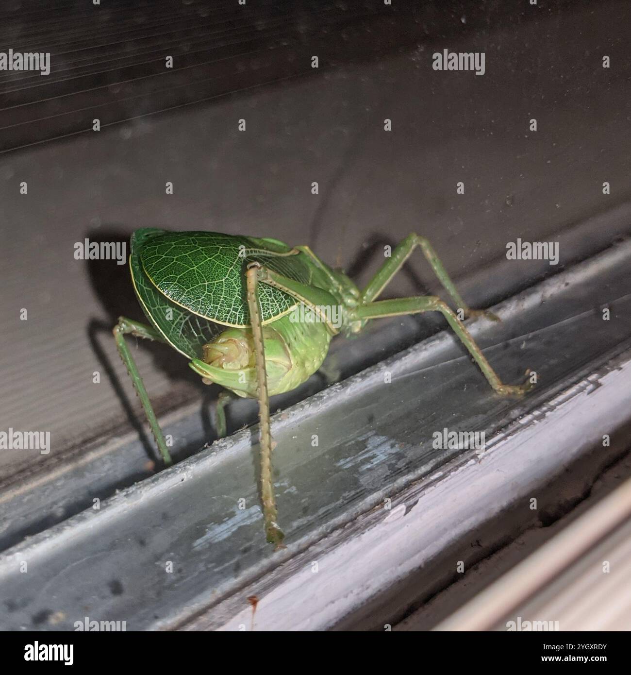 Central Texas Leaf-Katydid (Paracyrtophyllus robustus Stock Photo - Alamy