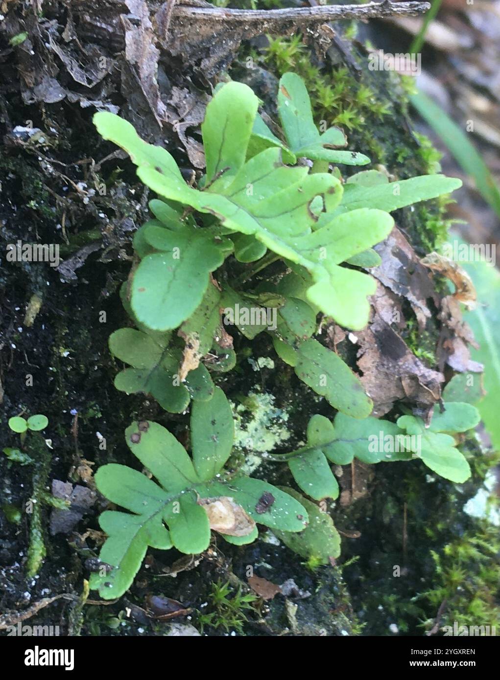 rock polypody (Polypodium virginianum Stock Photo - Alamy