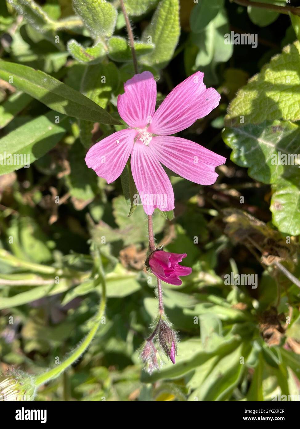 Checkerbloom hi-res stock photography and images - Alamy