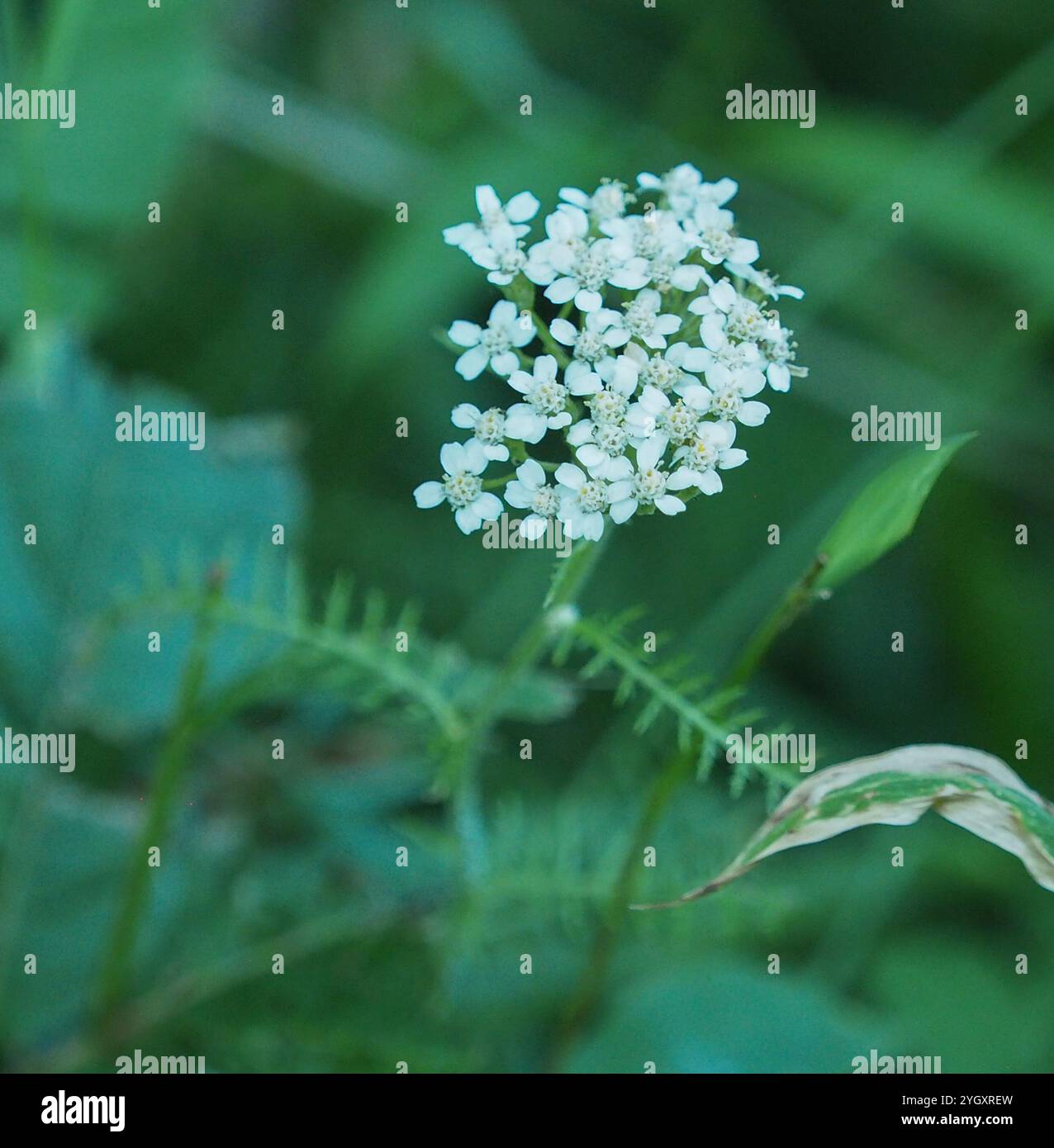 common yarrow (Achillea millefolium Stock Photo - Alamy