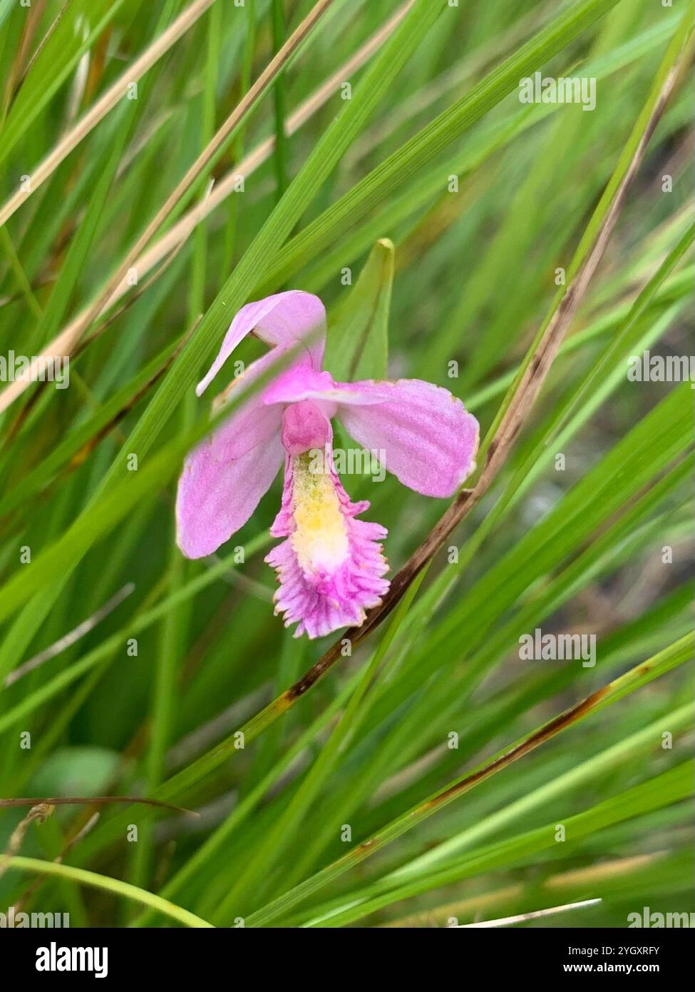 Rose Pogonia (Pogonia ophioglossoides Stock Photo - Alamy