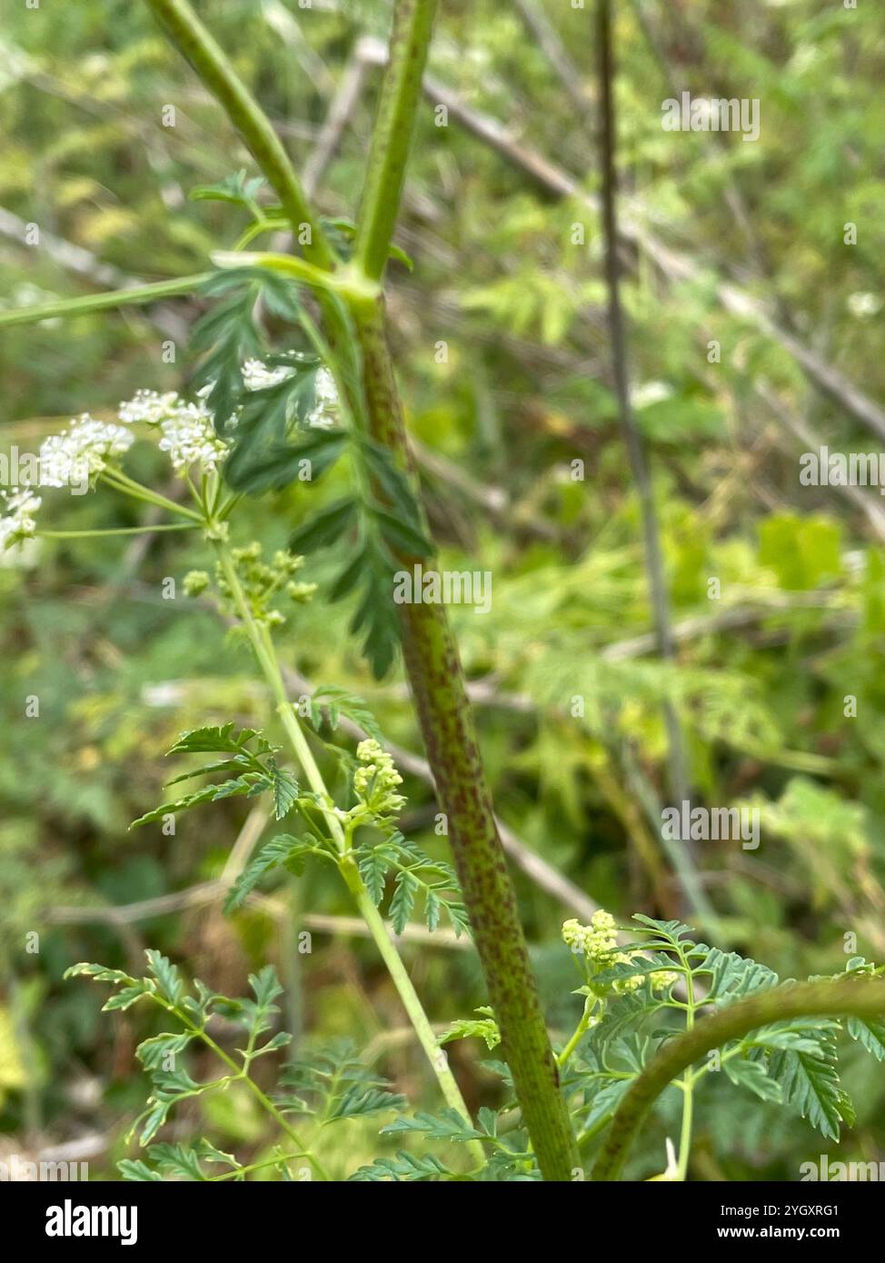 poison hemlock (Conium maculatum Stock Photo - Alamy