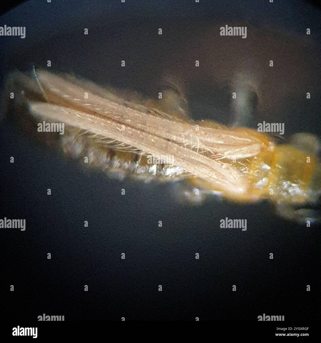 Common Thrips (Thripidae Stock Photo - Alamy