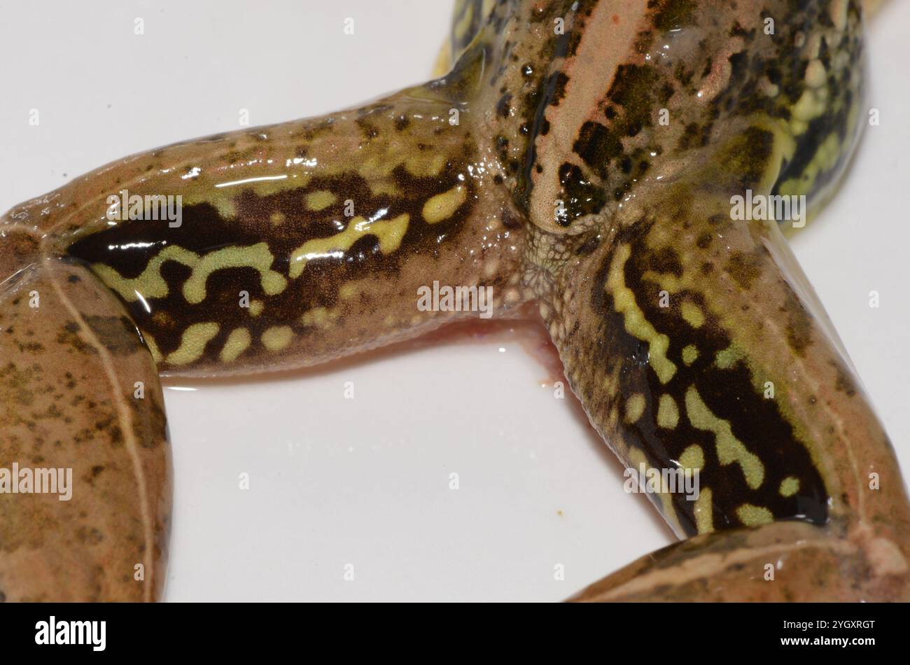 Nile Ridged Frog (Ptychadena nilotica Stock Photo - Alamy