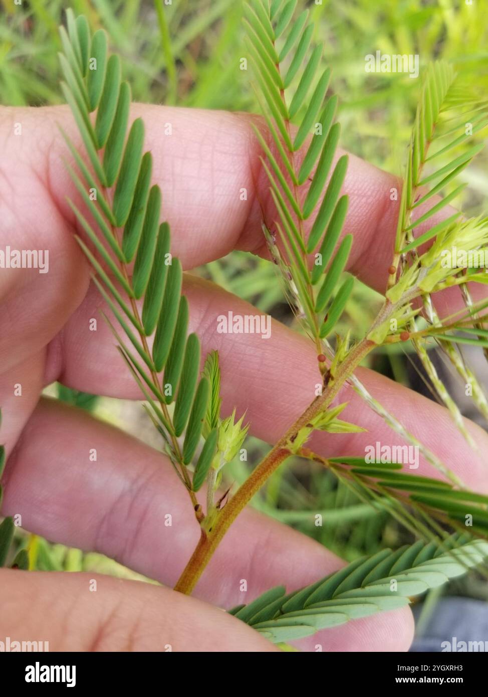 partridge pea (Chamaecrista fasciculata Stock Photo - Alamy