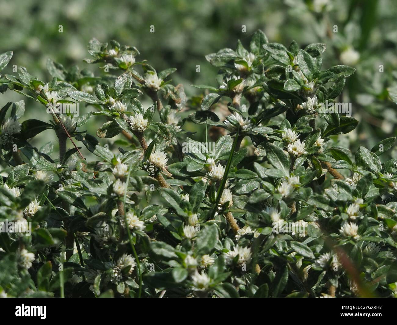 Smooth Joyweed (Alternanthera paronychioides Stock Photo - Alamy