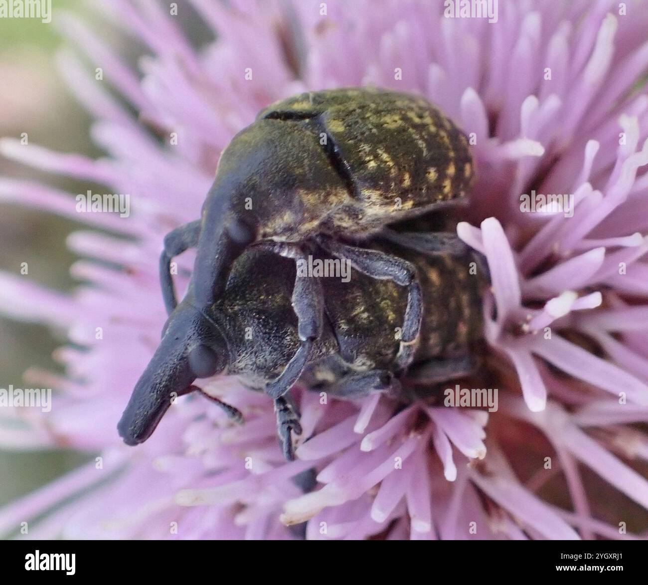 Turbine cylindrical weevil hi-res stock photography and images - Alamy