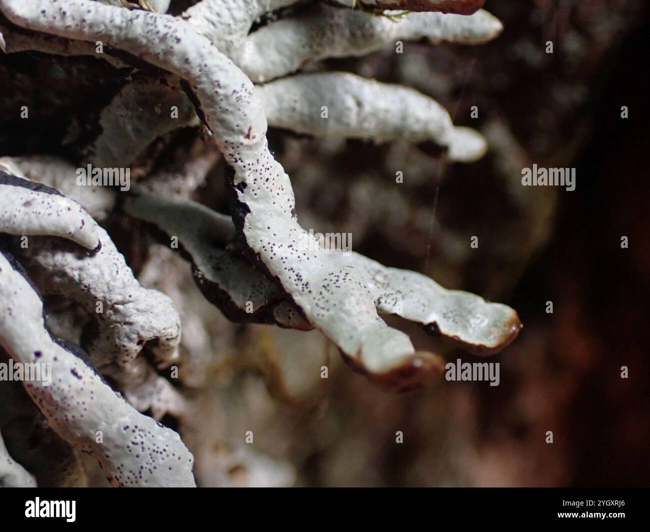 Tube Lichens (Hypogymnia Stock Photo - Alamy