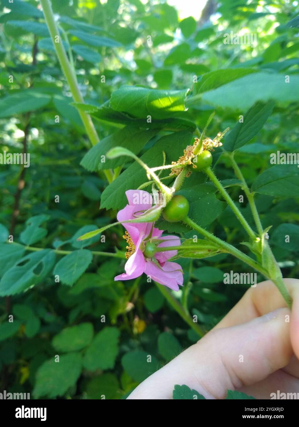 Nootka rose (Rosa nutkana Stock Photo - Alamy