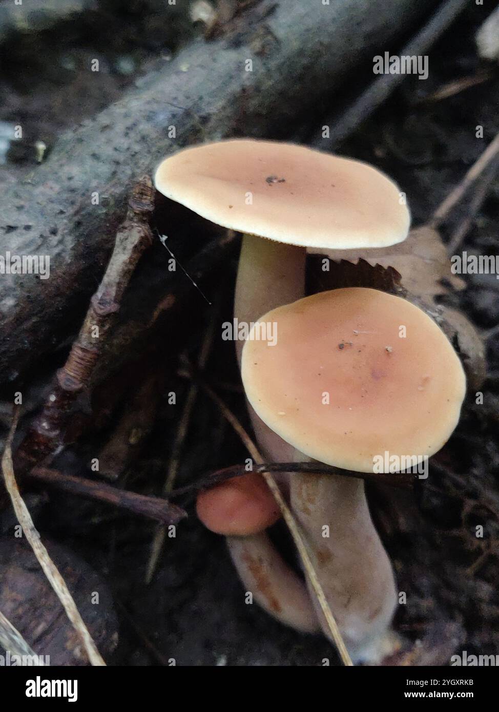 Basidiomycete Fungi (Basidiomycota Stock Photo - Alamy
