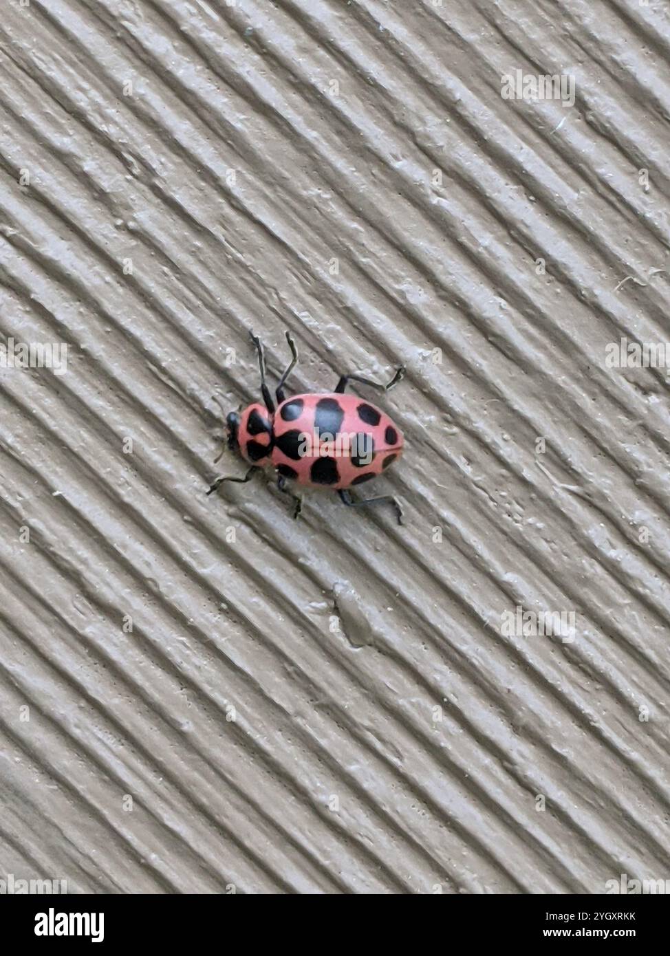 Spotted Pink Lady Beetle (Coleomegilla maculata Stock Photo - Alamy