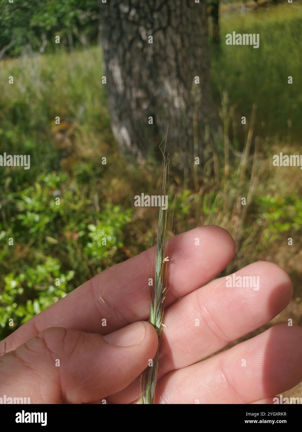 blue wild rye (Elymus glaucus Stock Photo - Alamy