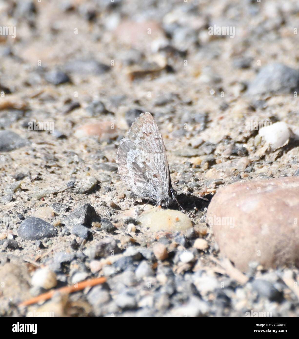 Northern Azure (Celastrina lucia Stock Photo - Alamy