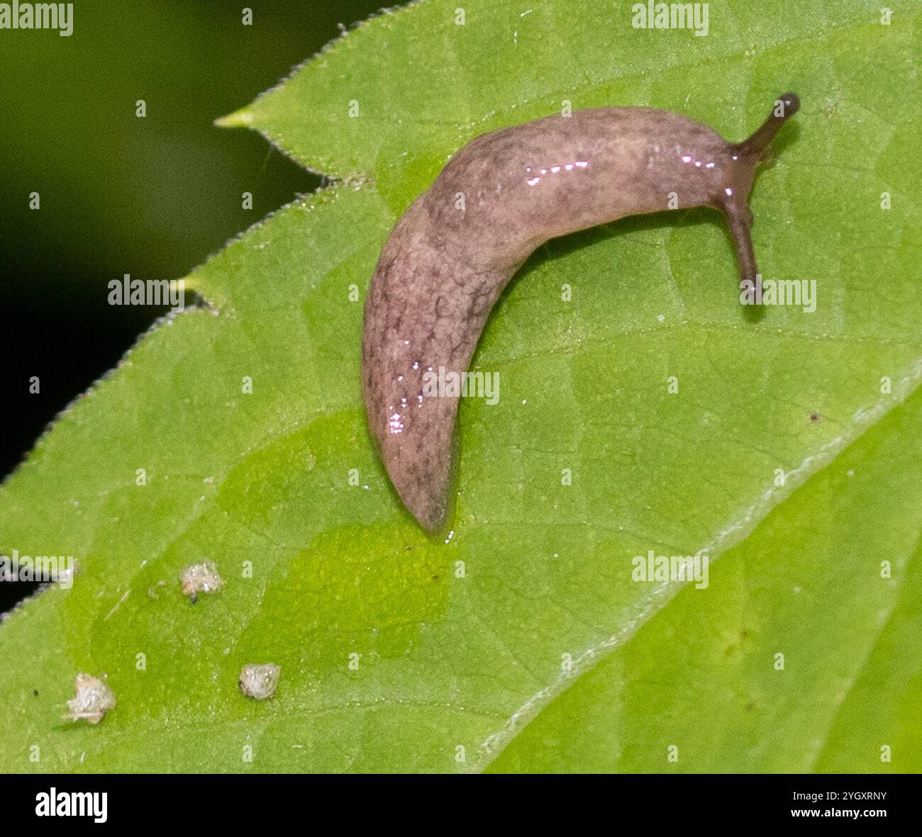 Milky Slug (Deroceras reticulatum Stock Photo - Alamy