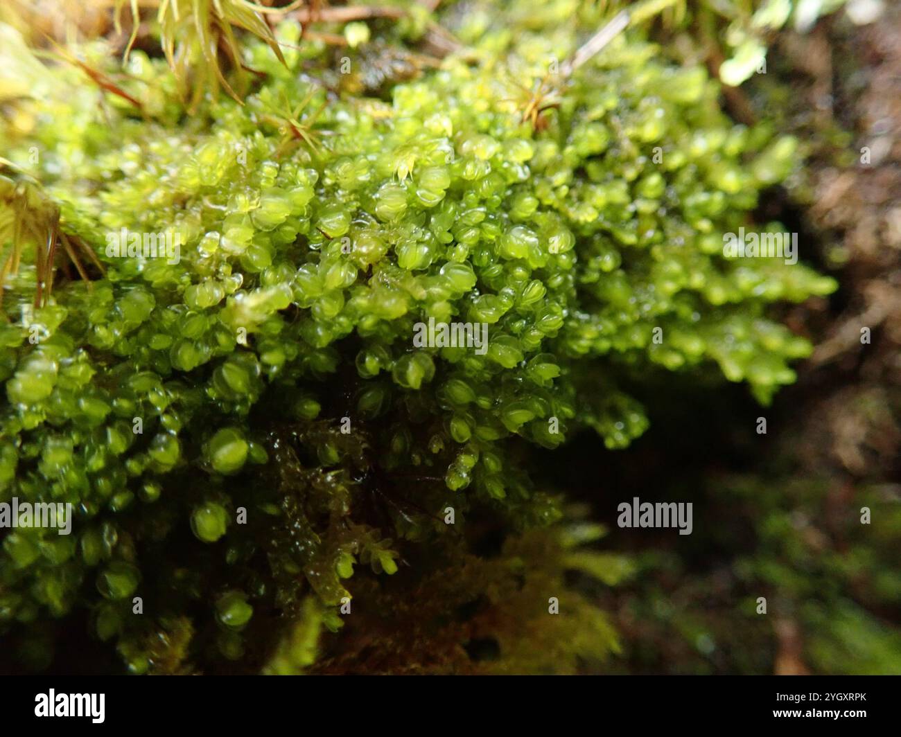 Turner's Threadwort (Cephaloziella turneri Stock Photo - Alamy