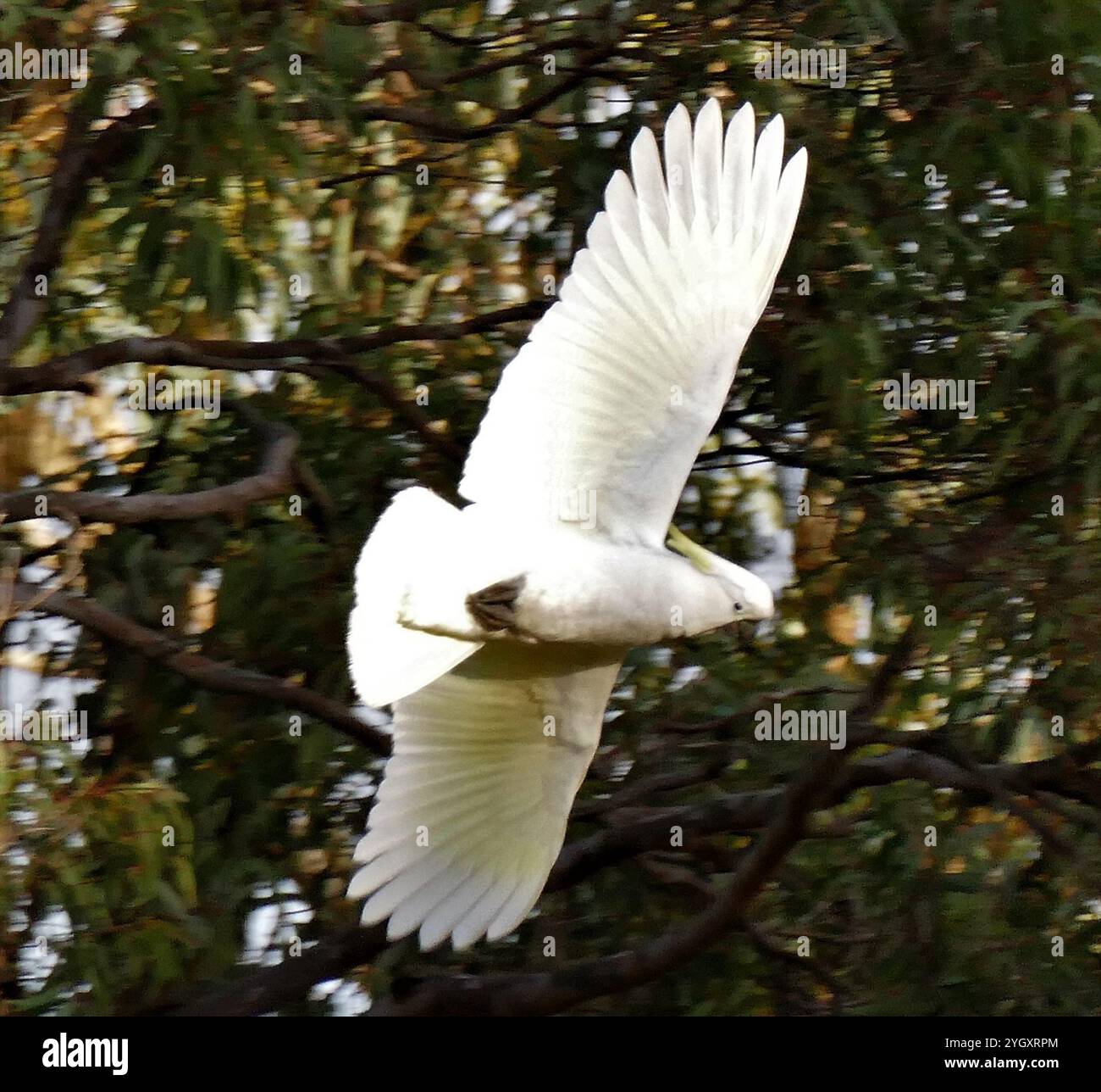 Sulphur-crested Cockatoo (Cacatua galerita Stock Photo - Alamy