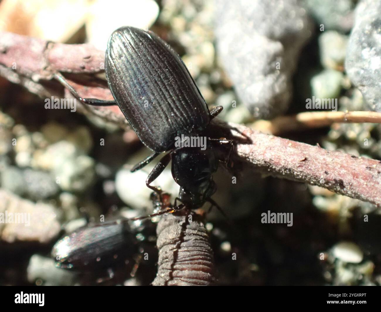 Ground Beetles (Carabidae Stock Photo - Alamy