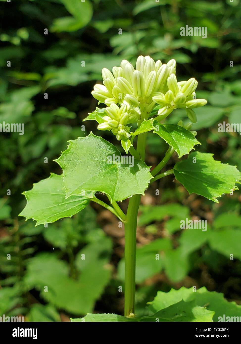Great Indian Plantain (Arnoglossum reniforme Stock Photo - Alamy
