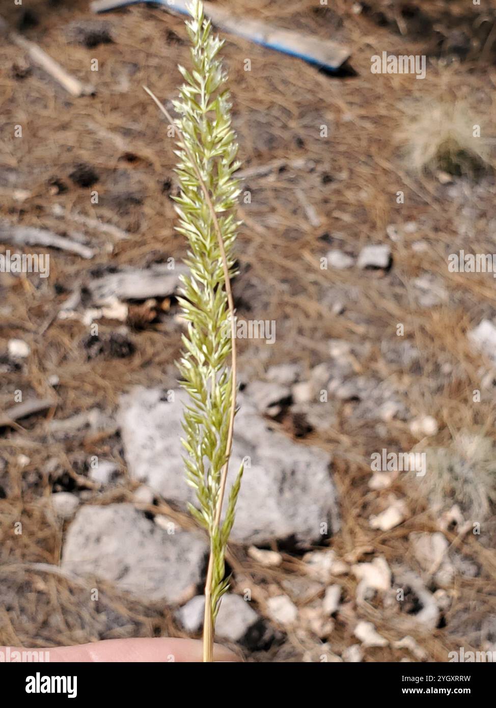 Prairie Junegrass (Koeleria macrantha Stock Photo - Alamy