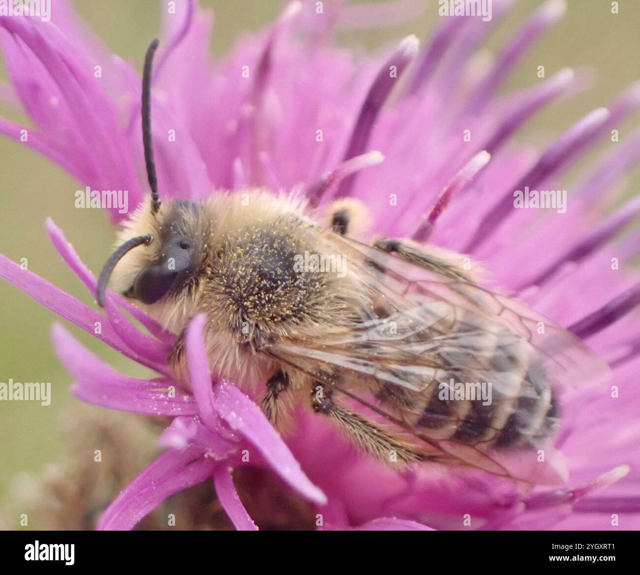 Common Pantaloon Bee (Dasypoda hirtipes Stock Photo - Alamy
