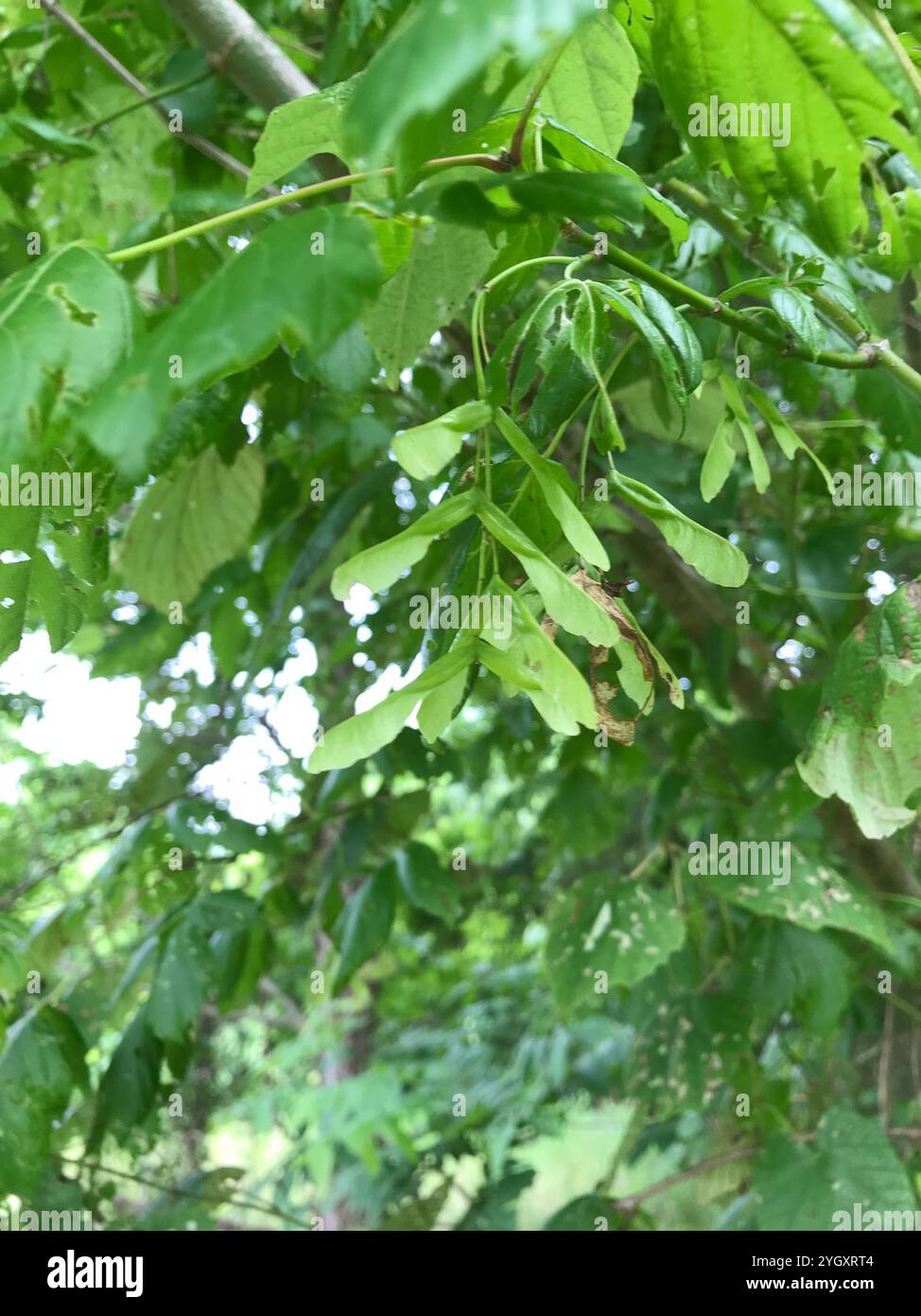 box elder (Acer negundo Stock Photo - Alamy