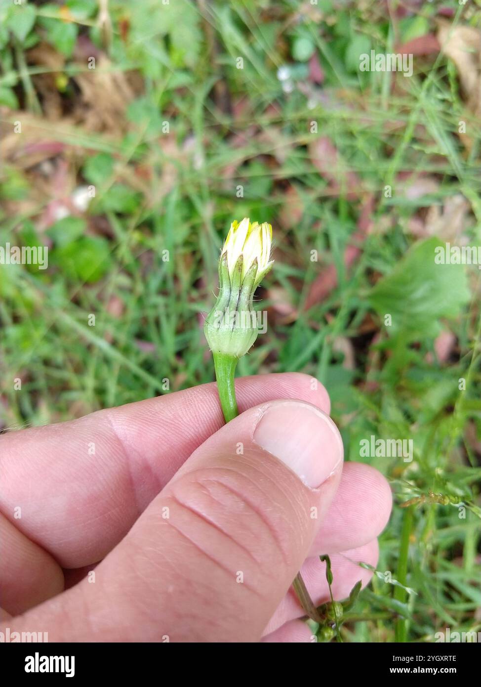 False Hawkbit (Urospermum picroides Stock Photo - Alamy