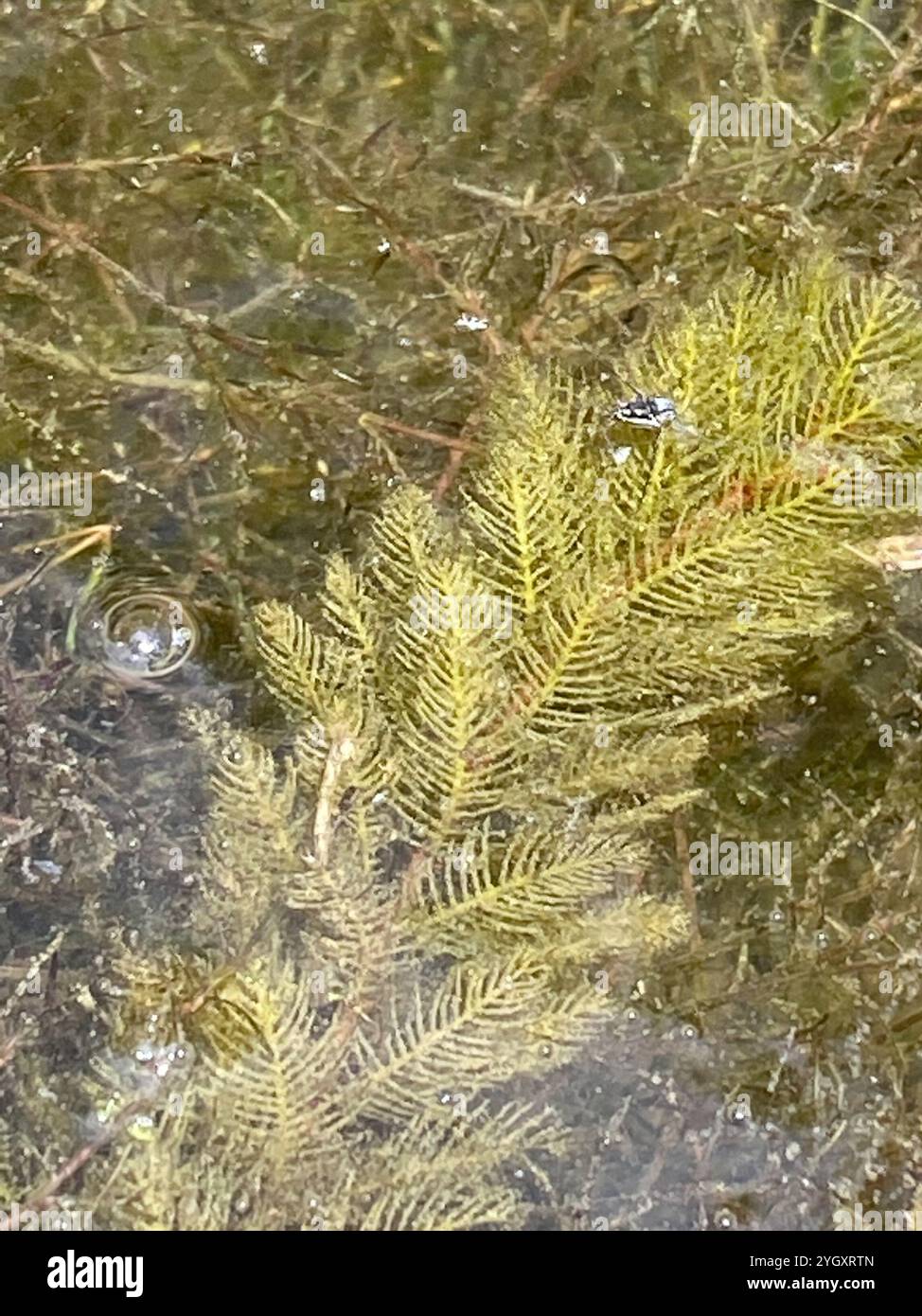 Eurasian water-milfoil (Myriophyllum spicatum Stock Photo - Alamy