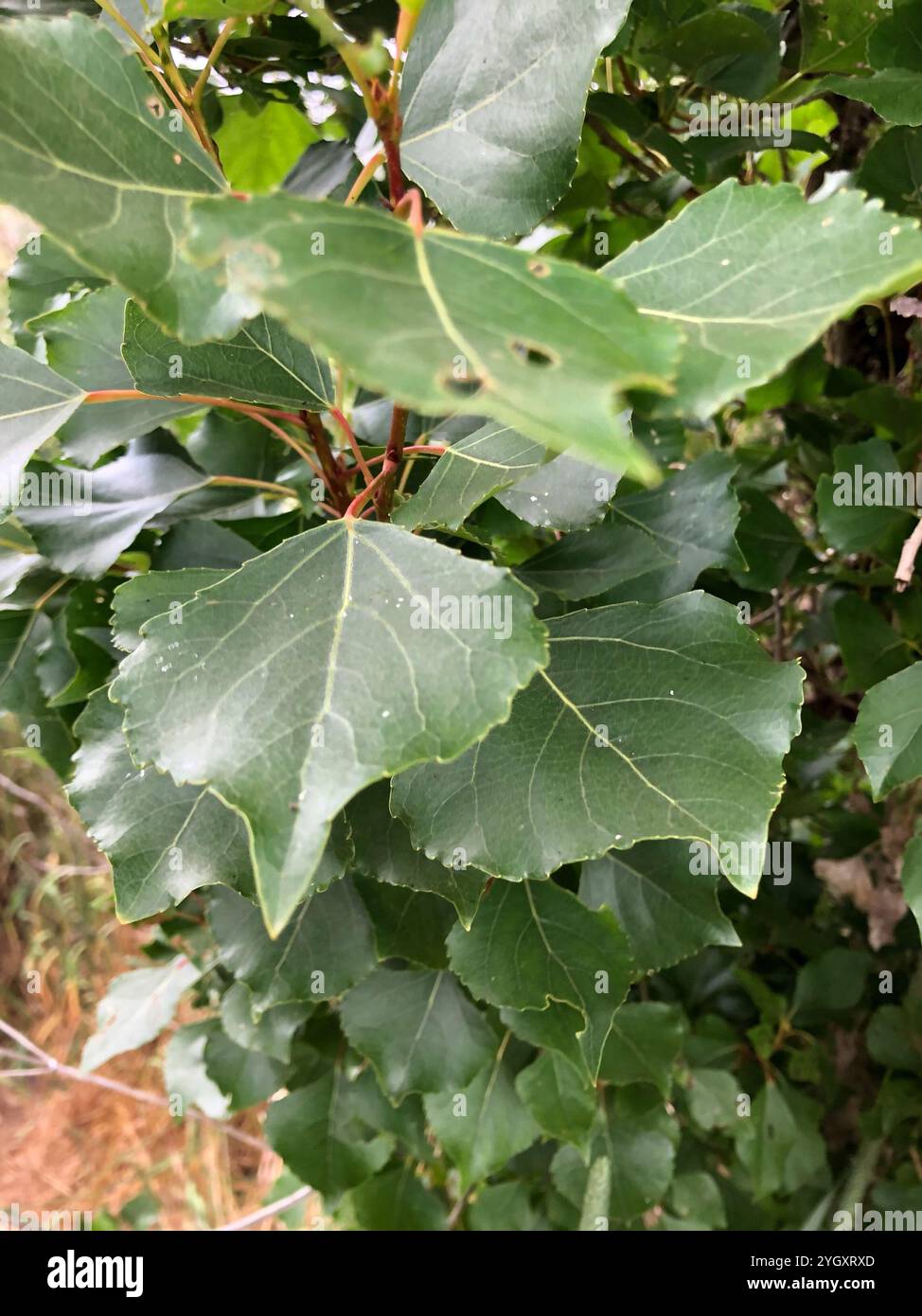 Fremont Cottonwood (Populus fremontii Stock Photo - Alamy