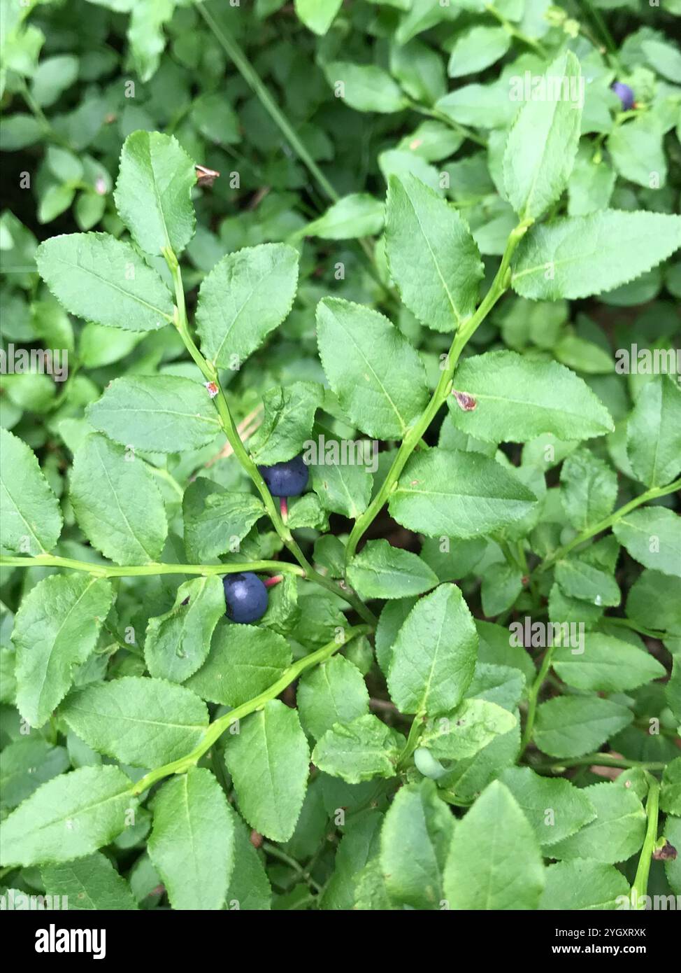 common bilberry (Vaccinium myrtillus Stock Photo - Alamy
