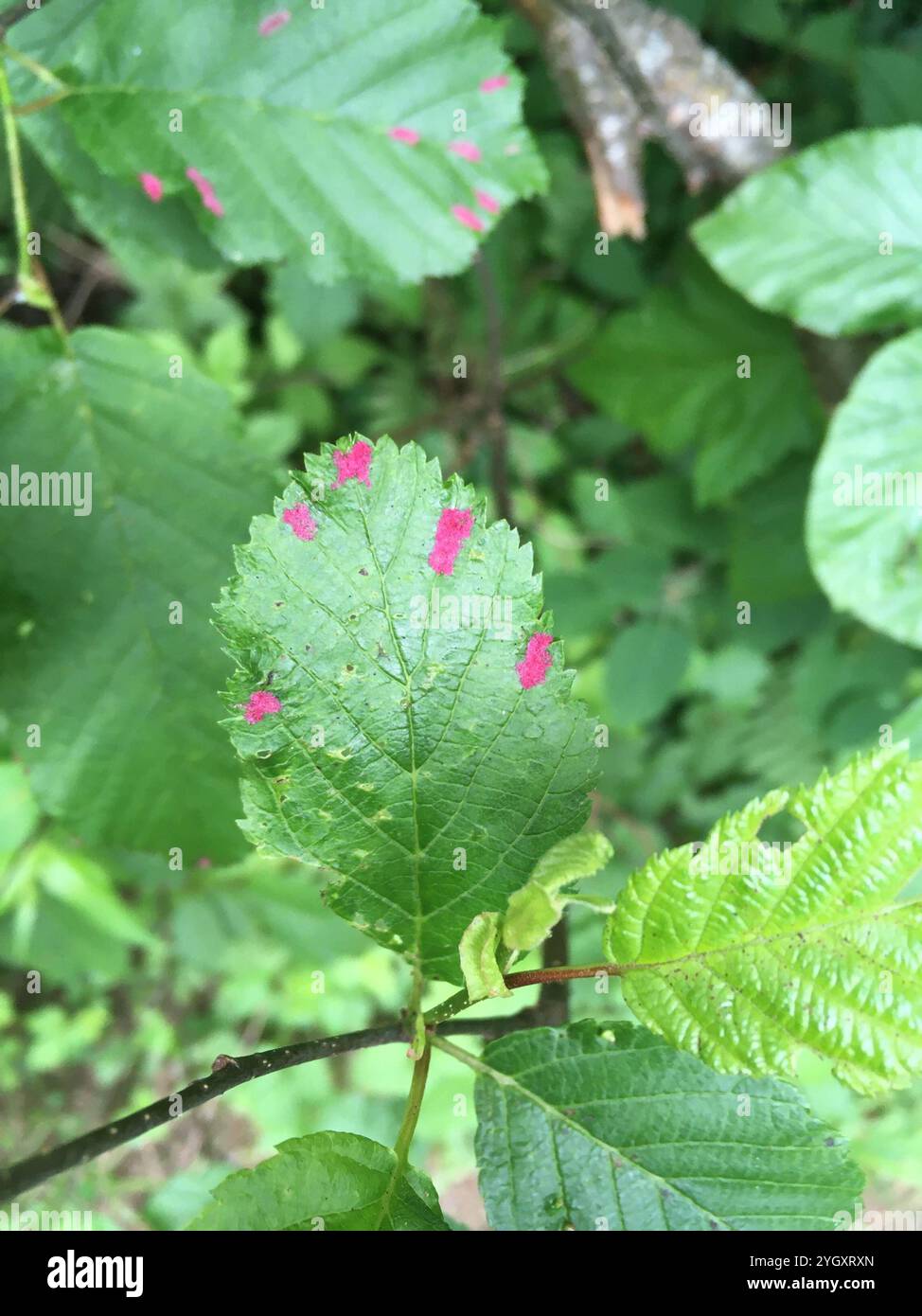 Gall and Rust Mites (Eriophyidae Stock Photo - Alamy