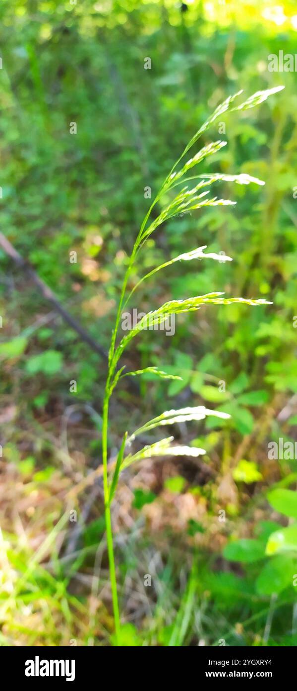 Tufted hair grass hi-res stock photography and images - Alamy