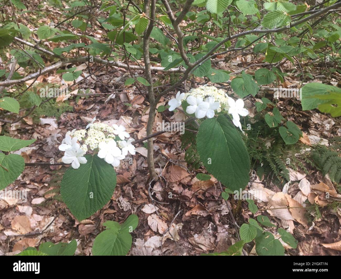 hobblebush (Viburnum lantanoides Stock Photo - Alamy