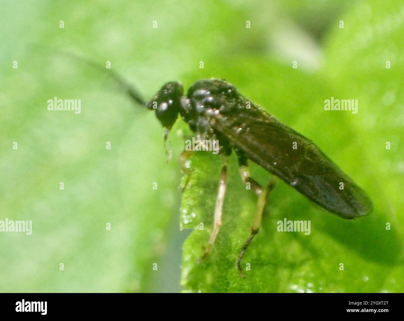 Sawflies, Horntails, and Wood Wasps (Symphyta Stock Photo - Alamy