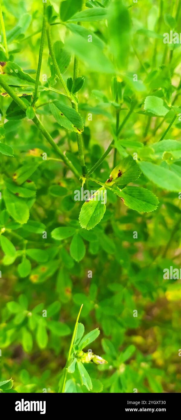 sickle alfalfa (Medicago falcata Stock Photo - Alamy